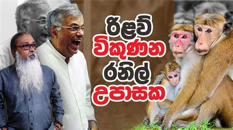පන්සල් වඳුරා මසට විකිණීම 🐒 Youtube
