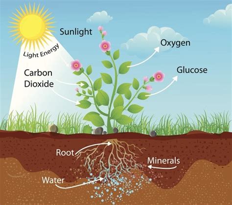 Kingdom Plantae Flashcards Quizlet