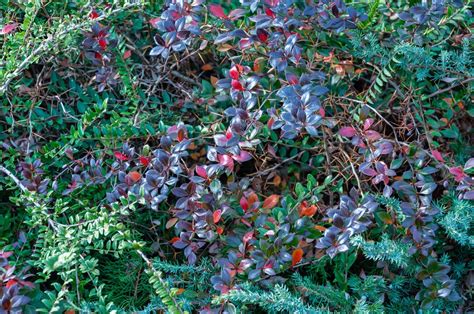 Oregon Ground Cover Plants To Add To Your Yard Gfl Outdoors