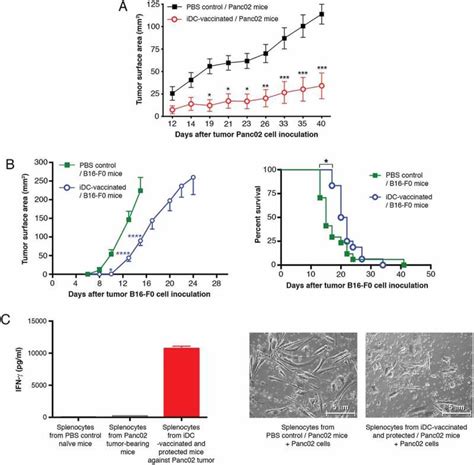 Dendritic Cell Based Vaccination Powerful Resources Of Immature Dendritic Cells Against