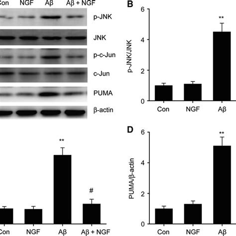 NGF suppressed Aβ2535triggered JNK cJun activation in SKNSH cells
