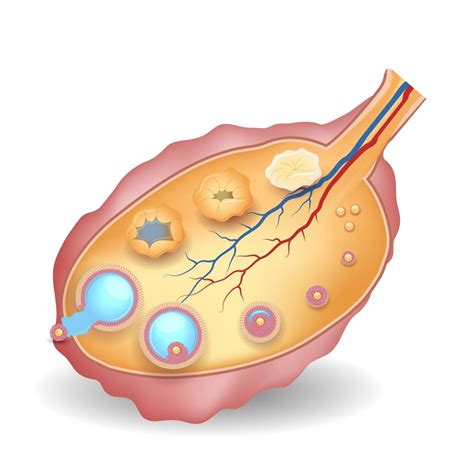 Ovarian Stimulation Indore Get Best Solution On IVF At IVF Center