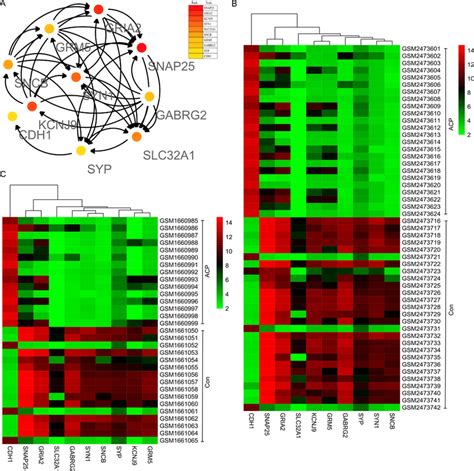 The Mining And Analysis Of Hub Genes A There 10 Genes Snap25 Download Scientific Diagram