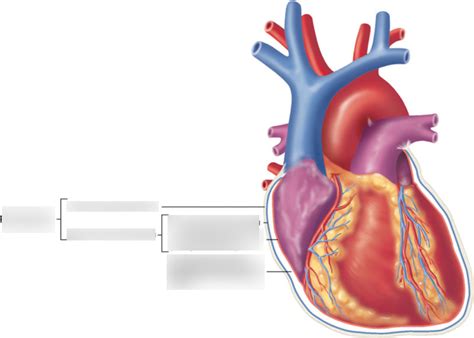 Pericardium Identification Diagram Quizlet