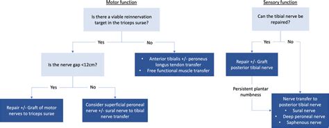Reconstruction Of Tibial Nerve Injuries For Motor And Sensory Restoration Download Scientific