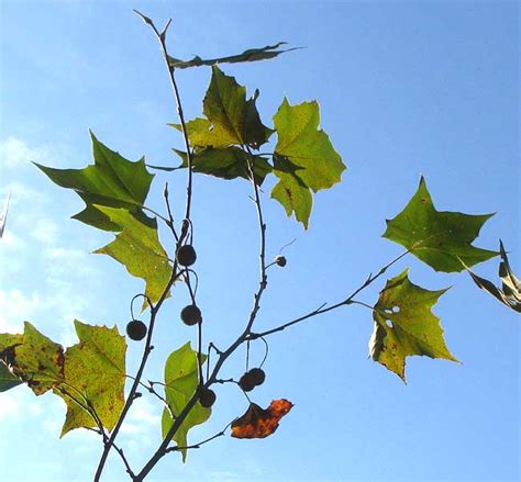 Sycamore Tree Leaf Vs Maple Infoupdate Org