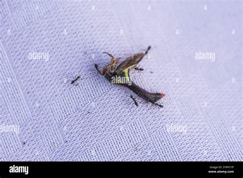 Dead Thorn Treehopper Umbonia Crassicornis Being Attended By Ants At