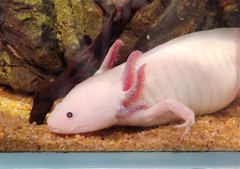 도룡용 우파루파 키우기 아홀로틀 멕시코 도롱뇽 키우기와 먹이 네이버 블로그