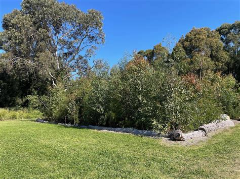 A Local Tiny Forest With Big Benefits Renewy Living