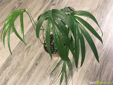 Амидриум (61 фото) » НА ДАЧЕ ФОТО