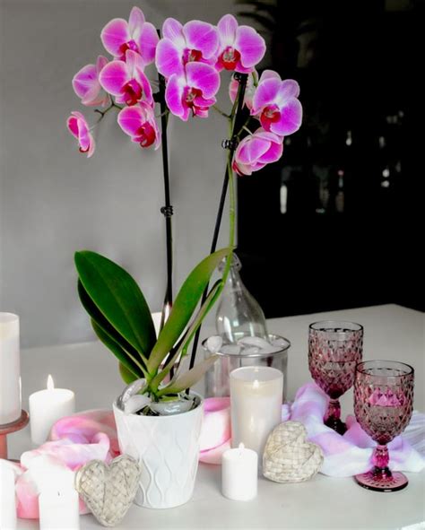 5 Plants That Symbolize Love For Valentines Day