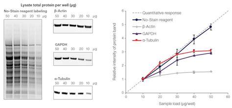 Quantitative Western Blot Analysis Thermo Fisher Scientific Sg