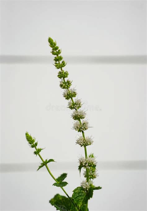 Mint Seeds On A Green Herb Stem Stock Image Image Of Organic Edible