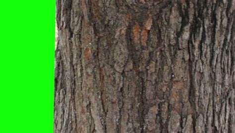 Tree Green Screen Animated Tree Transition Free Stock Video Pixabay