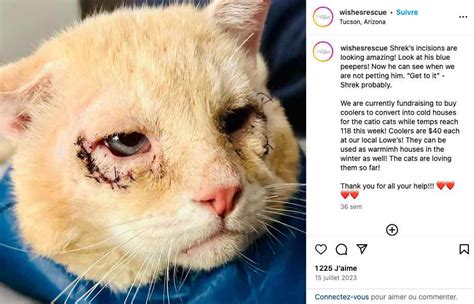 De New York à l Arizona L histoire émouvante de Shrek le chat au