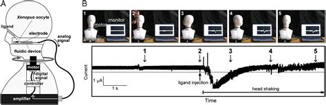 Highly Sensitive And Selective Odorant Sensor Using Living Cells Expressing Insect Olfactory