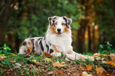Assurance Chien De Berger Quelle Formule D Assurance Chien Choisir