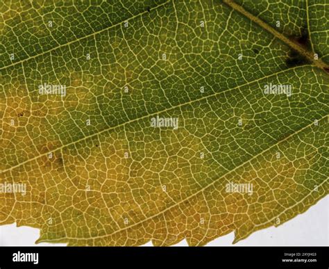 Underside Of A Translucent Autumnal Leaf In Various Colours With Leaf