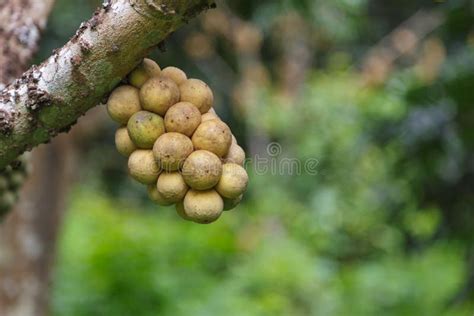 Lansium Parasiticum Or Longkong Fruit On The Tree Stock Image Image