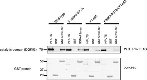 Determination Of The Binding Site To Ap2 In The Catalytic Domain Of
