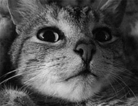 Stella V By Catpowerlovefoxxx On Deviantart