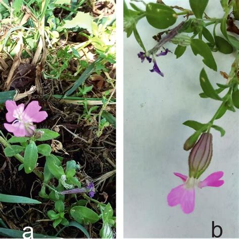 A Silene Pendula L Found On 29 05 2021 In The Area Of Gelemenovo Download Scientific Diagram