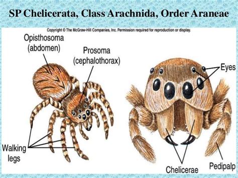 Invertebrates Chelicera