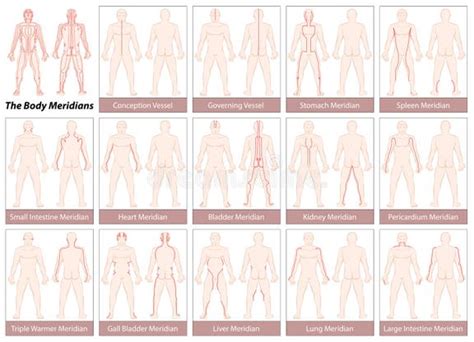Acupuncture Chart Stock Illustrations 148 Acupuncture Chart Stock