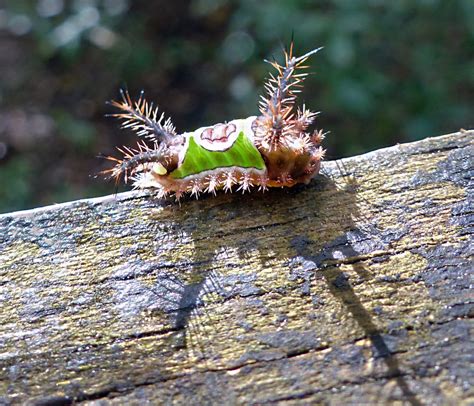Don T Touch These Caterpillars