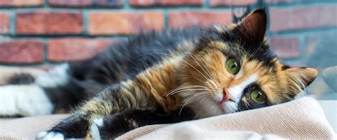 The Calico Cat Everything You Need To Know The Calico Cat Everything You Need To Know
