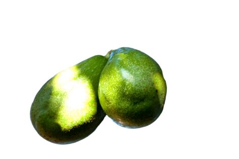 鉀果圖片png去背圖 矢量圖案素材 免费下载 Pngtree