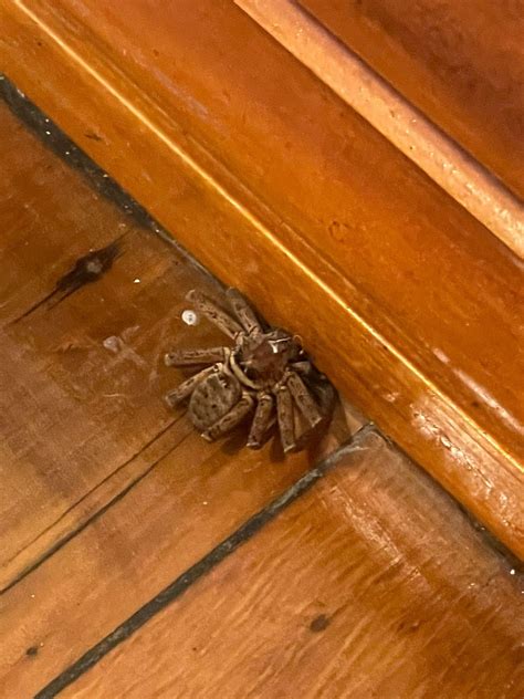 Sydney Nsw Spider Id Rspiderid