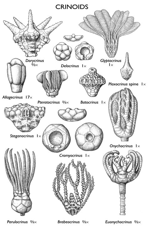 Printable Fossil Identification Chart Printable Free Templates