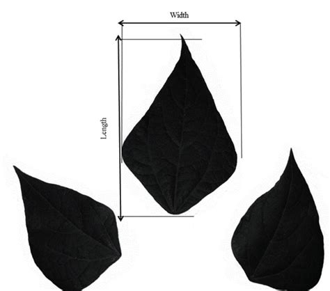 Benincasa 2003 As Shown In The Equation Below Leaf Area