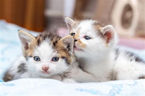 Dois gatinhos estão brincando e se abraçando na cama no quarto Foto Premium