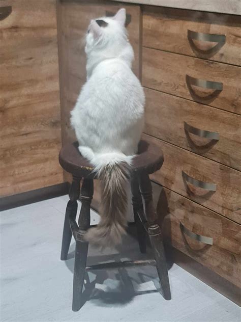 Продавам котка порода Рагдол гр София Банишора • Olx Bg