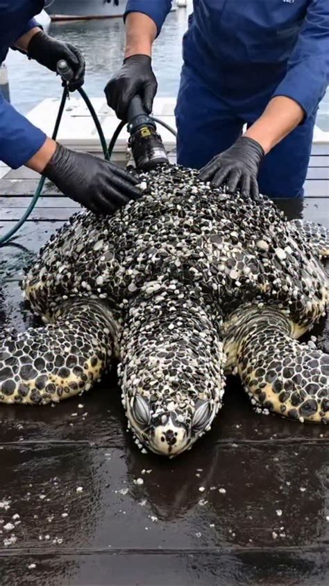 Barnacle Removal Methods For Sea Turtles