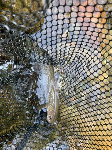 白井川 TROUT TEX いっしぃ