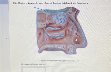 Solved Please Help Nervous System Special Senses La