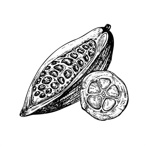 Cocoa Fruit Graphic Vector Illustration Hand Drawn Sketch Of Sliced