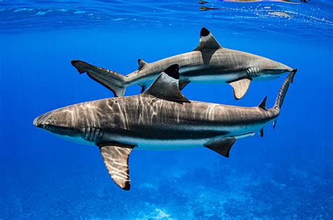 International Body Likely To Protect Many Shark And Ray Species Science Aaas