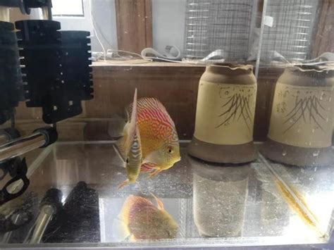 如何學會觀察觀賞魚狀態的好壞這只是飼養好觀賞魚的第一步 每日頭條