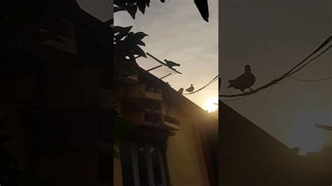 Pakda Hua Kabootar 🕊aaj Humne Chhod Diya L Dailyvlog Gavthivlogger