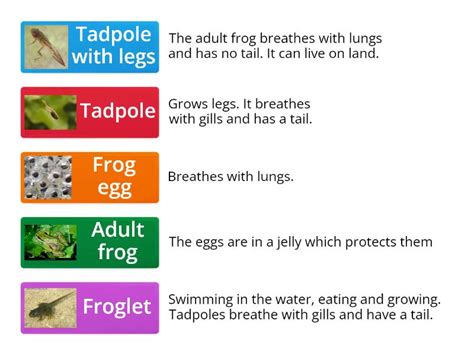 Stages Of The Tree Frog Life Cycle Unscramble