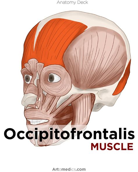 Occipitofrontalis Muscle Making You Surprised And Confused