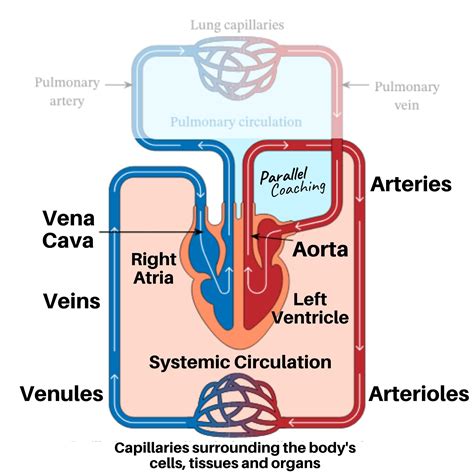 Diagram Of Pulmonary And Systemic Circulation Pin On Anatomy