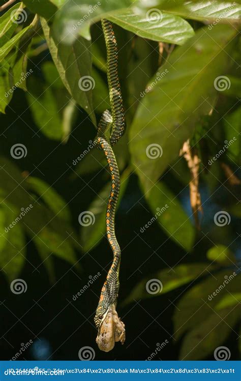 Paradise Tree Snake Paradise Flying Snake Chrysopelea Paradisi
