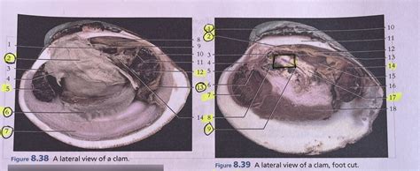 Bio Lab 8 Bivalve Clam Structures Diagram Quizlet