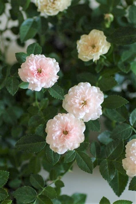 ミニバラグリーンアイス 寄せ植え 花苗通販 Garden Frais