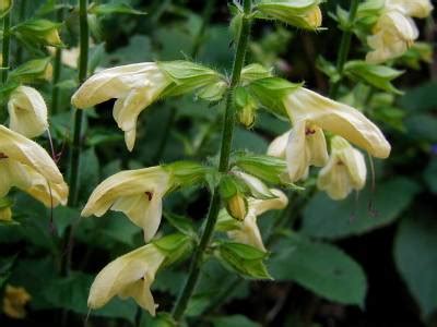 Salvia Nipponica